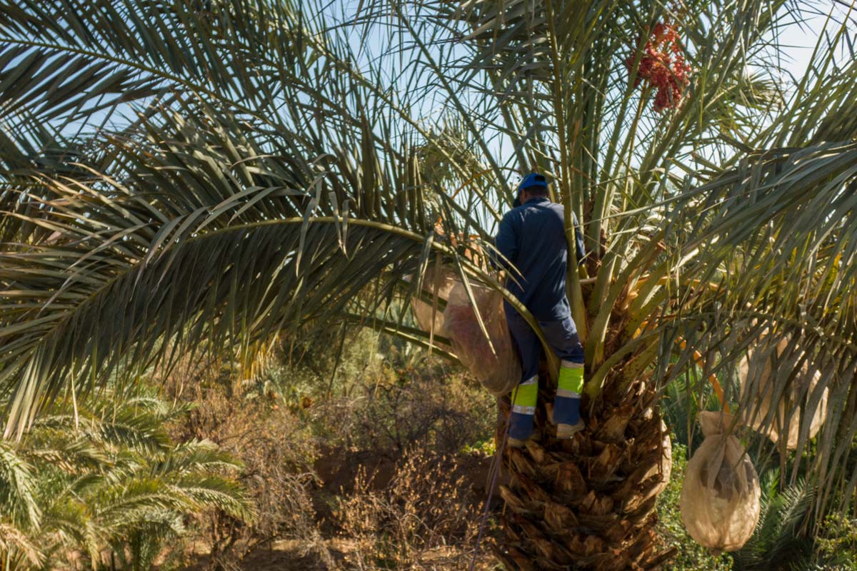 Confiture dattes de la vallée du Drâa, Ouarzazate - Hôtel Riad Dar Daïf